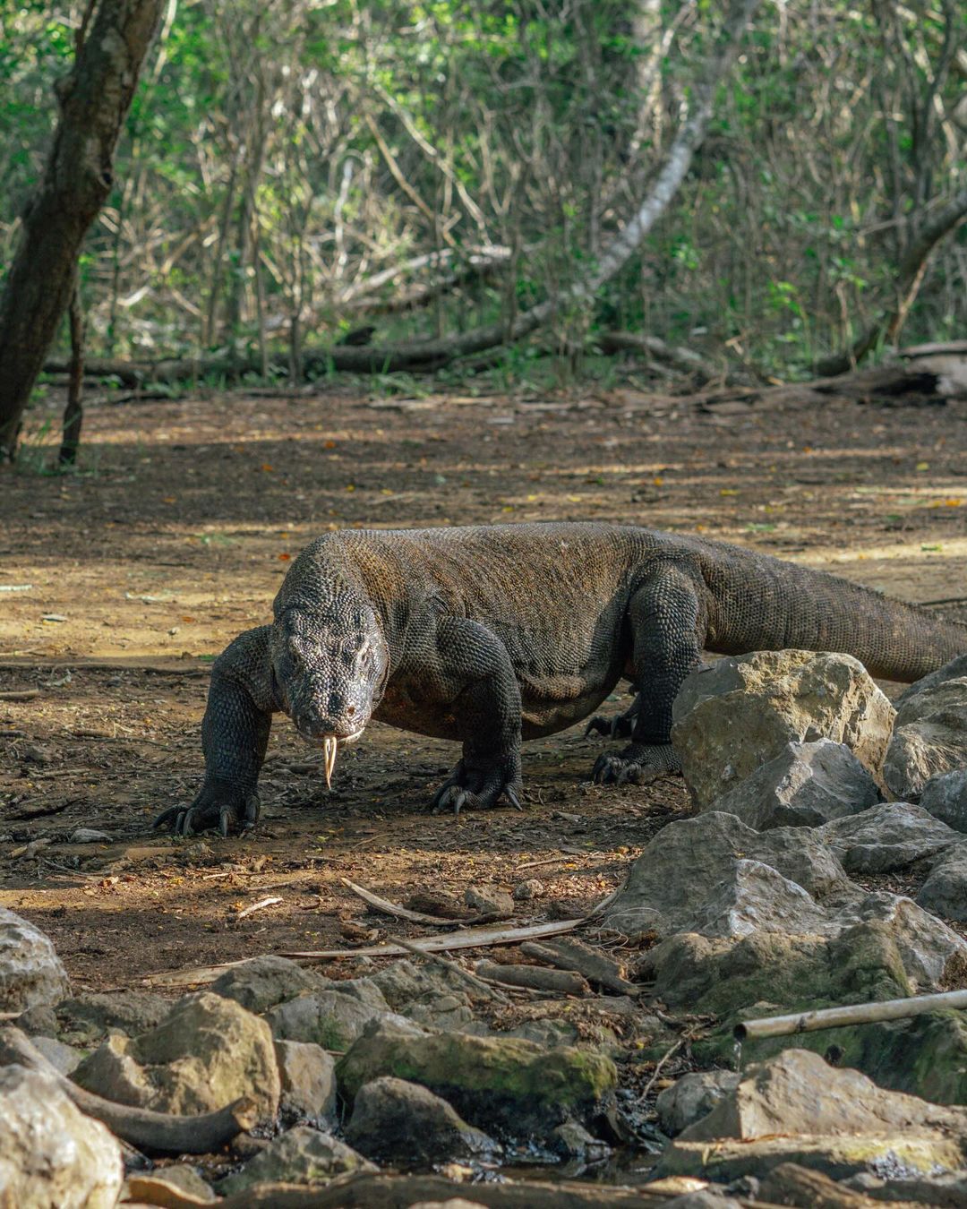 Introduction to Komodo National Park - Bale Laut Lombok